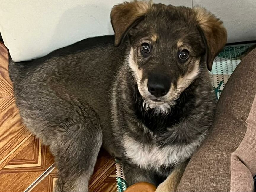 Щенок в добрые руки бесплатно