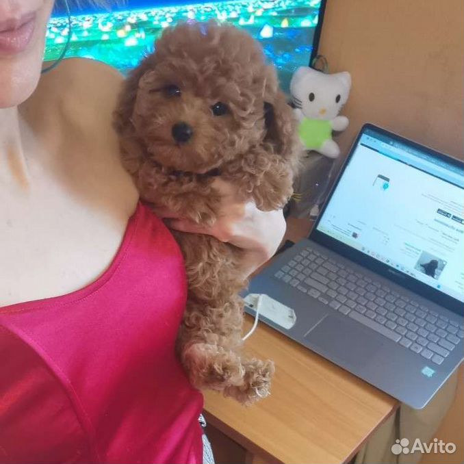 Кукла mini Dayzi Мальтипу