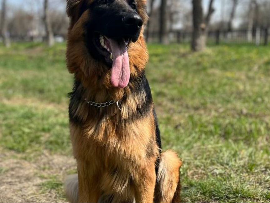 Немецкая овчарка