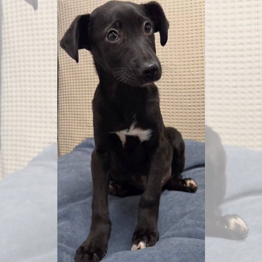 Щенок в добрые руки