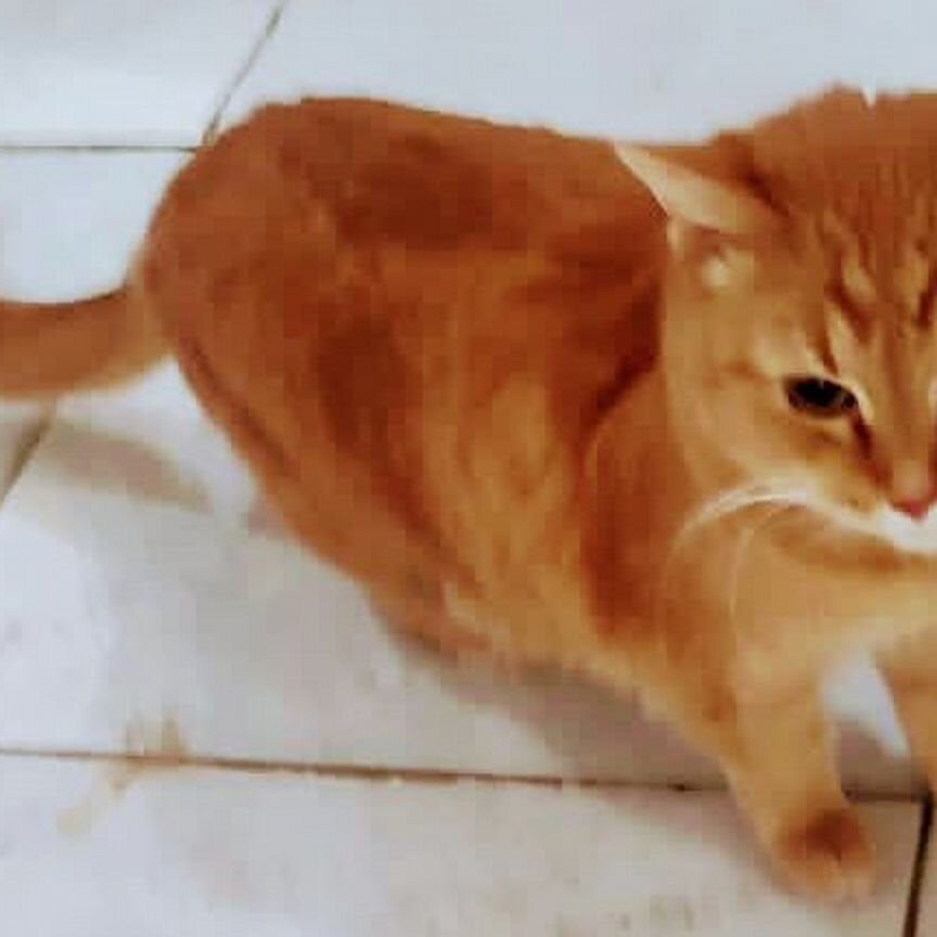Котика грозятся выкинуть на улицу
