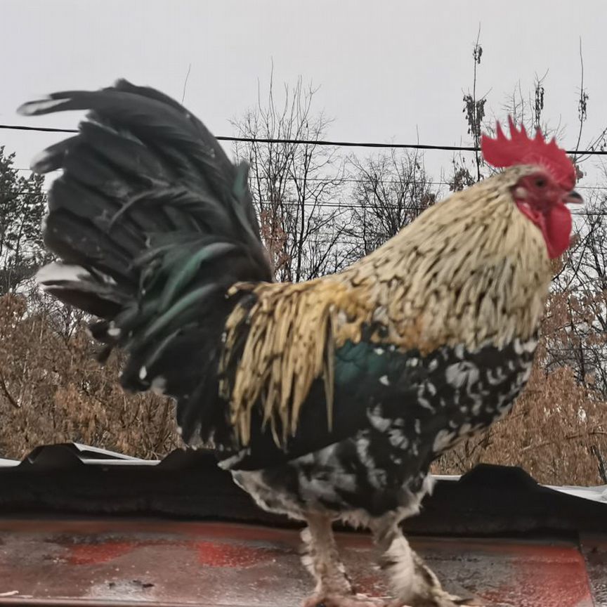 Петухи декоративные