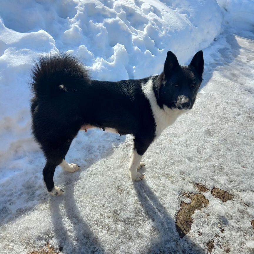 Вязка собак рел