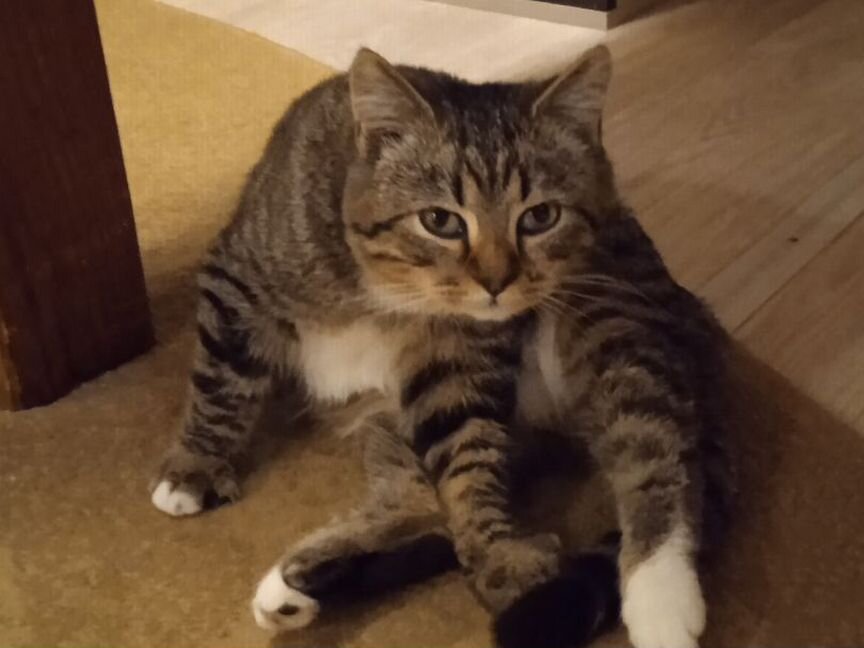 Котëнок в добрые руки