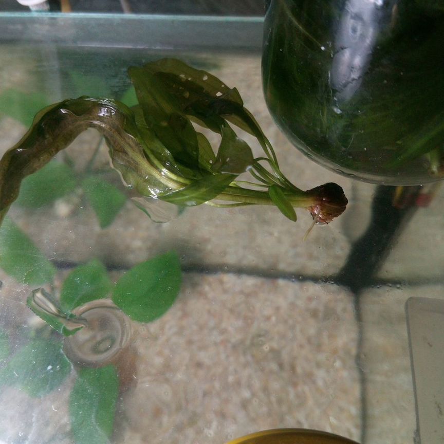 Апоногетон живородящий