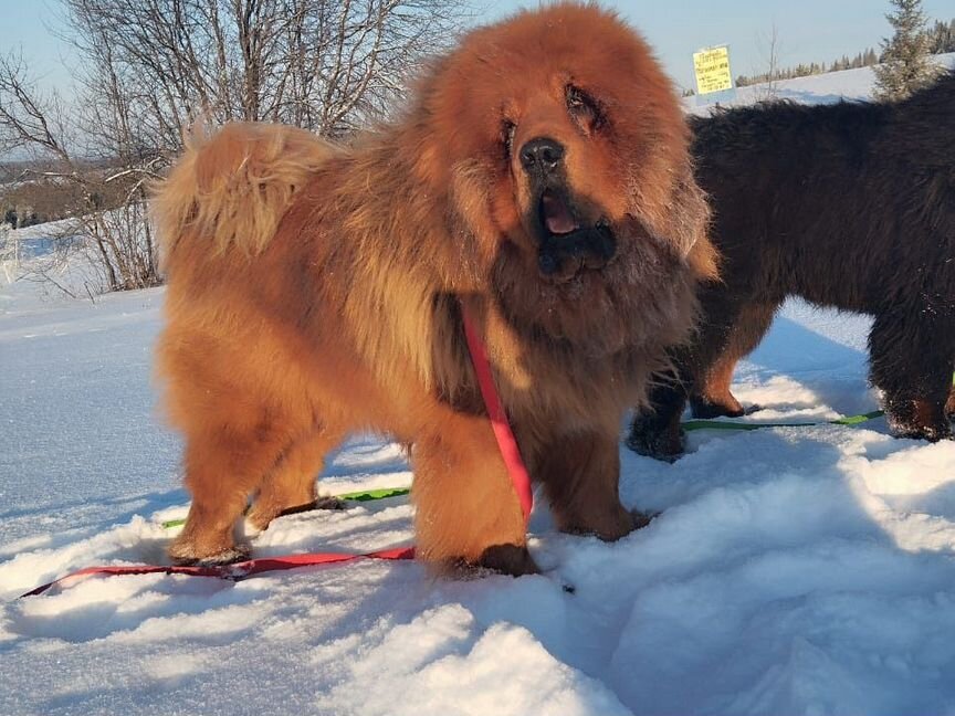 Тибетский мастиф