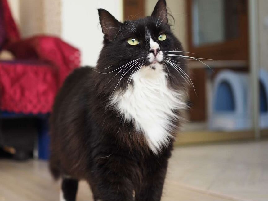 Невидимый кот Котофей