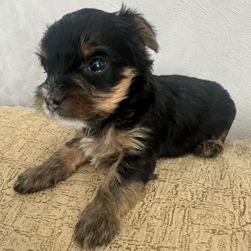 Йоркширский терьер