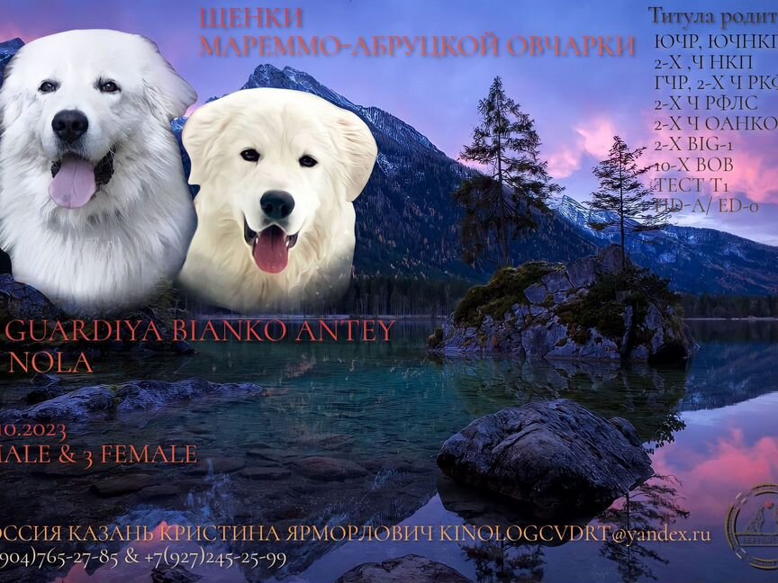 Мареммо-Абруцкая Овчарка