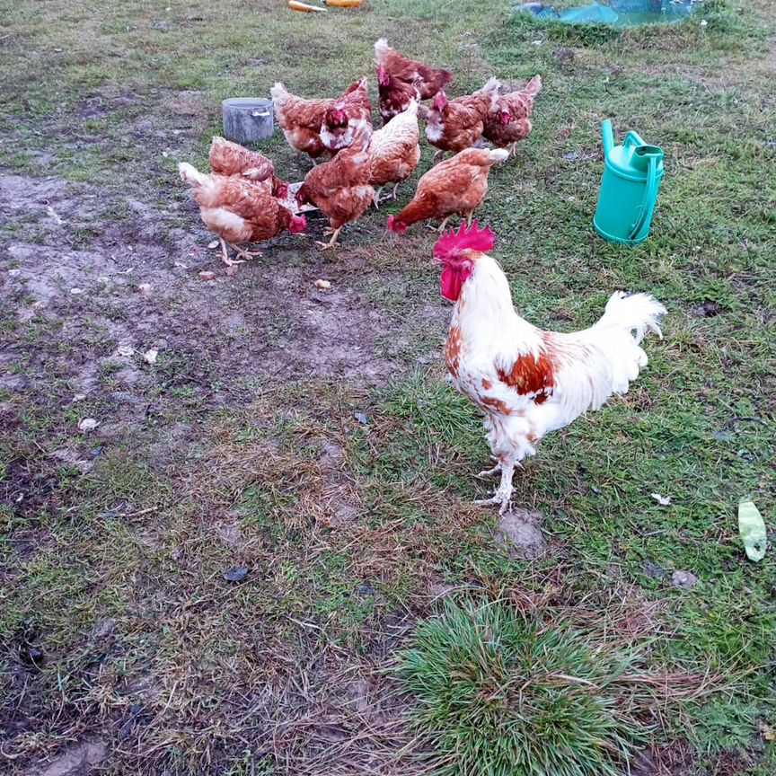 Продаются куры