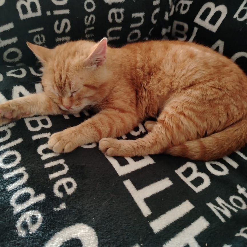 Котик в добрые руки