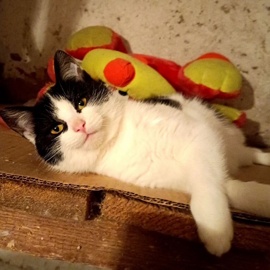 Котик ищет дом