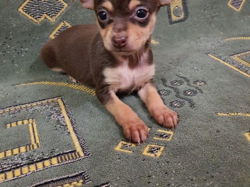 Мини той-терьер девочка