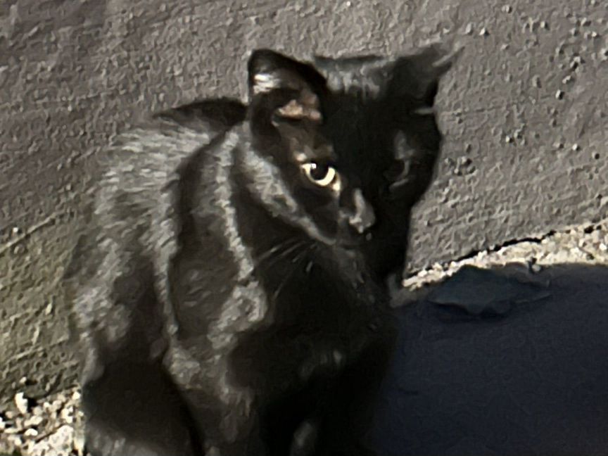 Очень нужен дом Кошечке