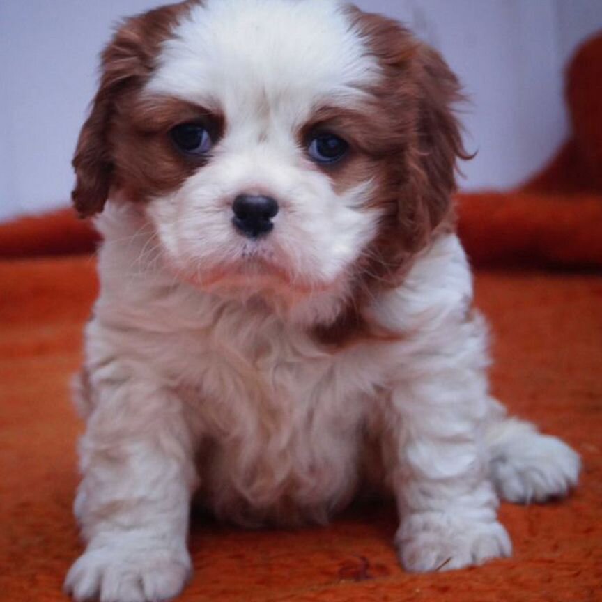 Кавалер кинг-чарльз-спаниель, щенок