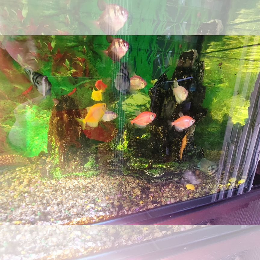 Аквариум с рыбками