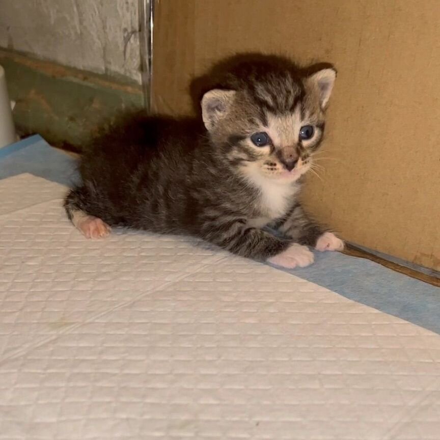 Котята 2 месяца