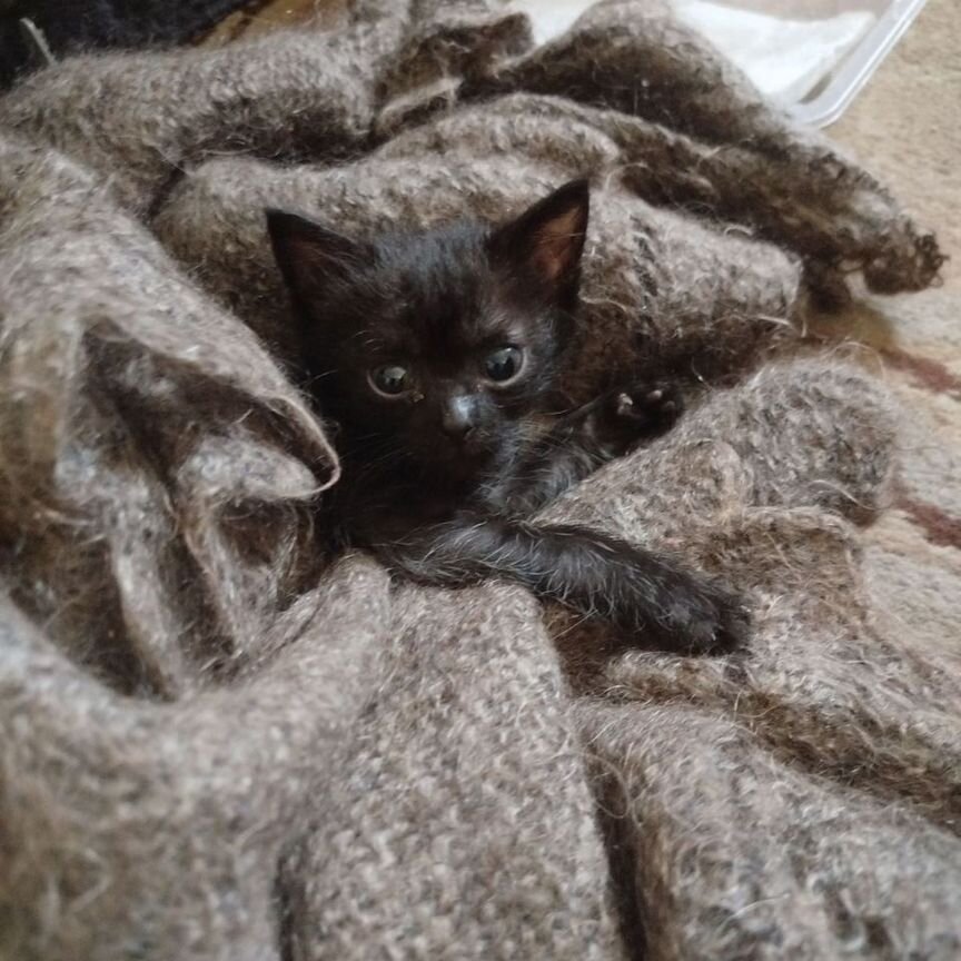 Отдам котенка в добрые руки