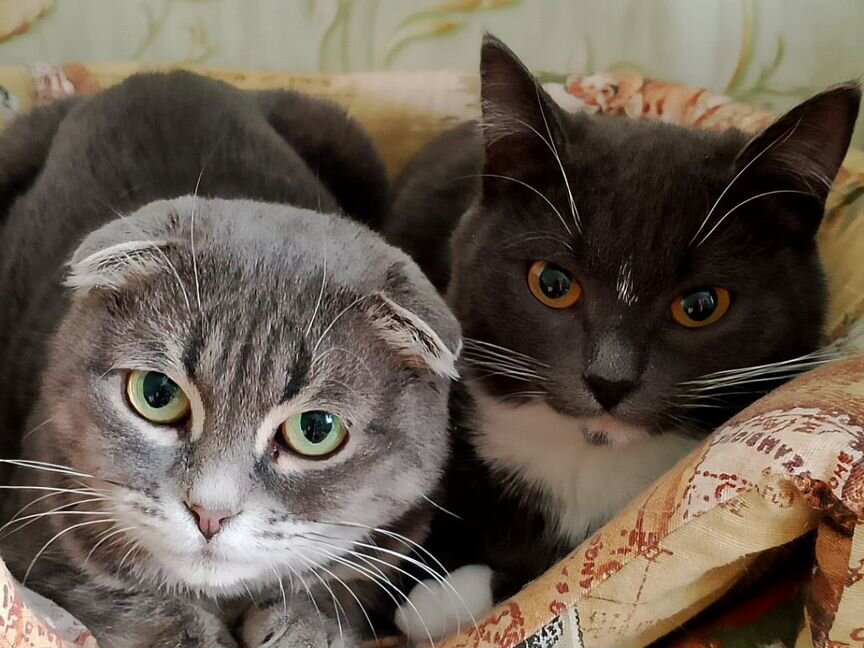 Вислоухая кошка и котенок