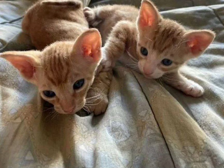 Котята канадского сфинкса