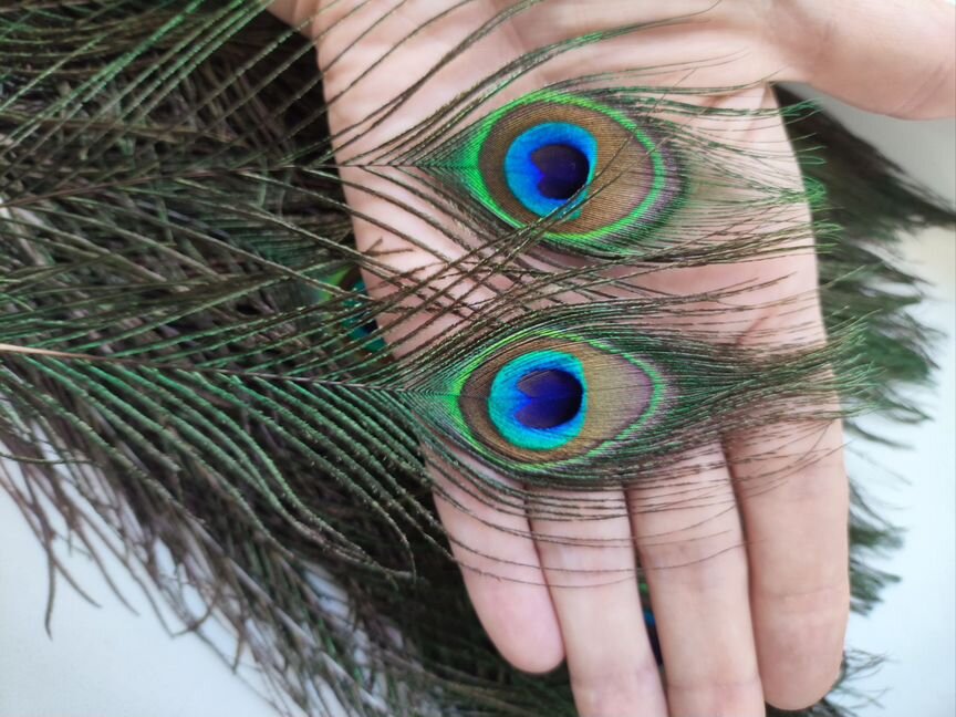 Набор перьев павлина