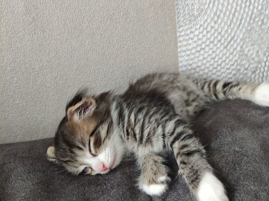 Котёнок вислоухий