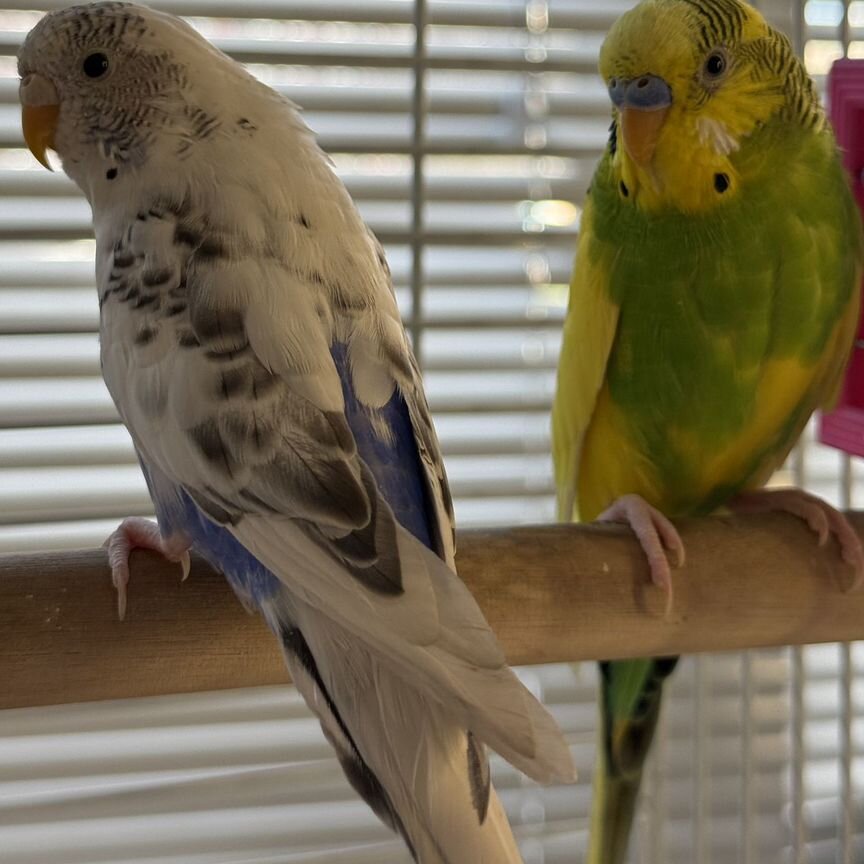 Волнистые попугаи с клеткой