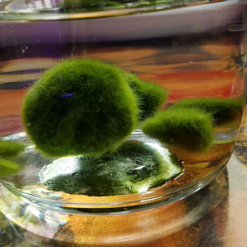Кладофора маримо водоросли