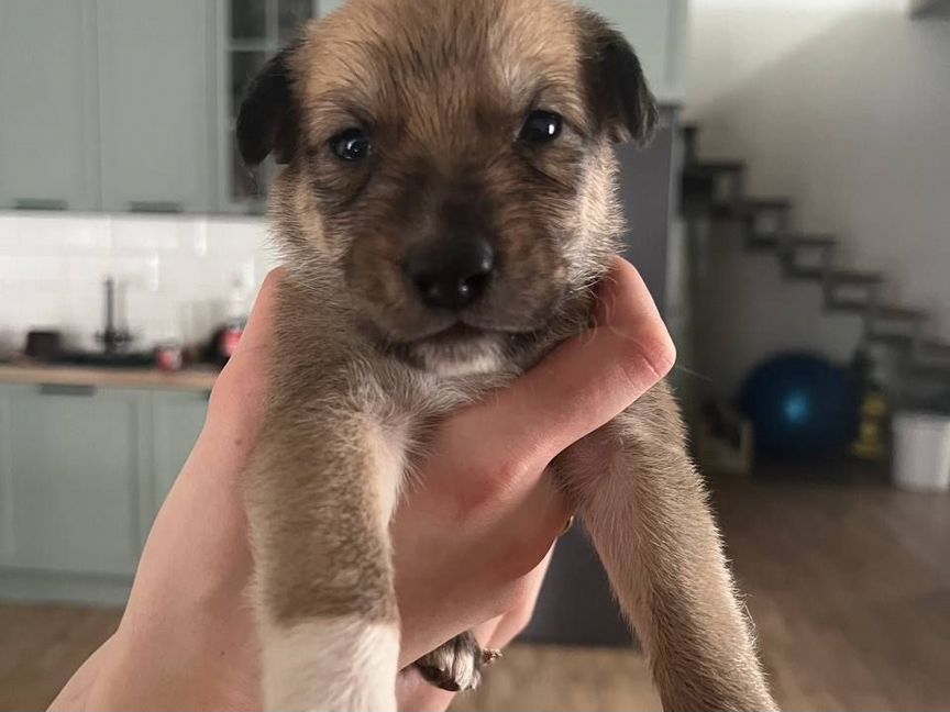 Щенок Перси среднего размера