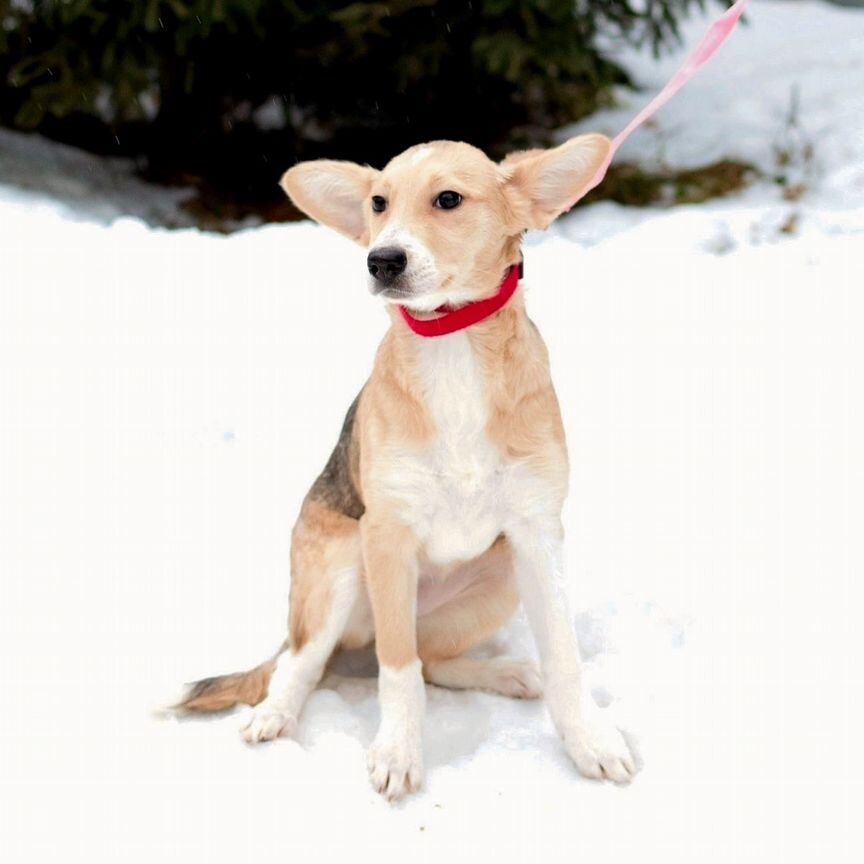 Подопечная приюта