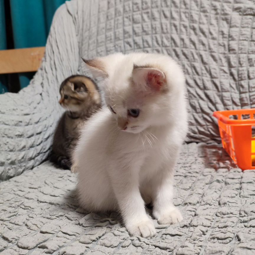 Шотландские прямоухие котята