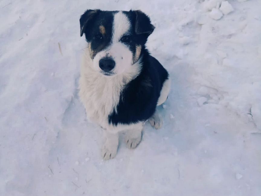 Собака