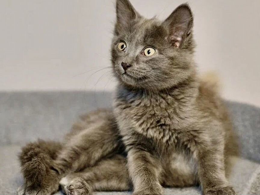 Котенок мальчик, 3,5 месяца