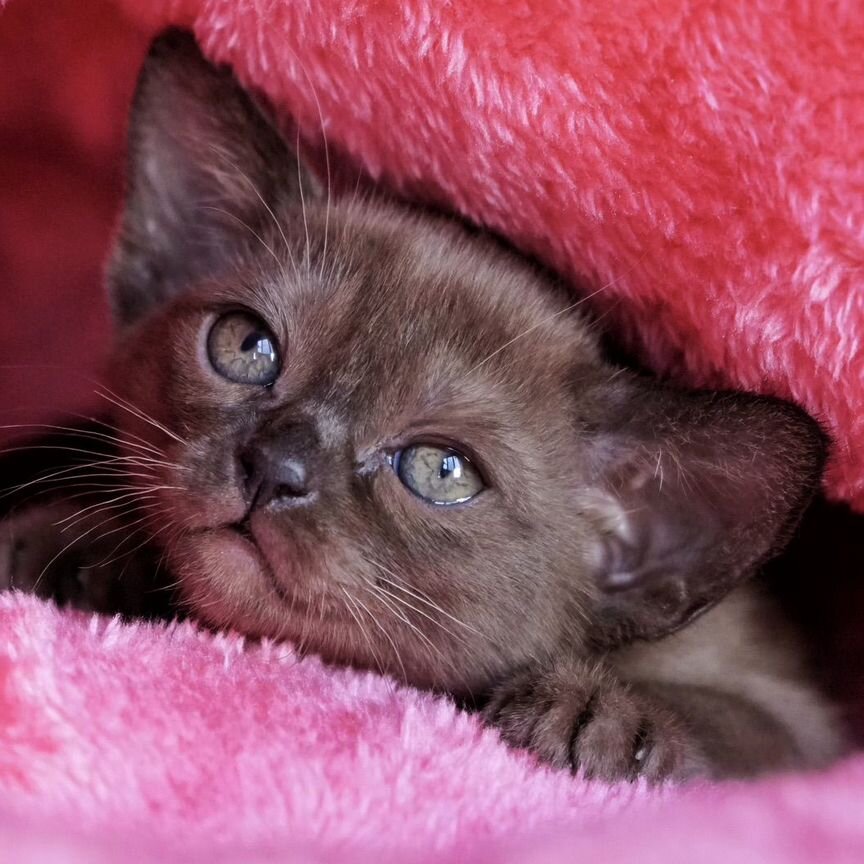 Европейский бурманский котёнок