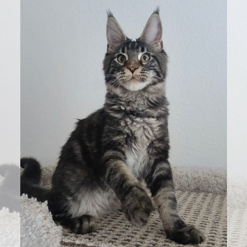Котята мейн-кун котик