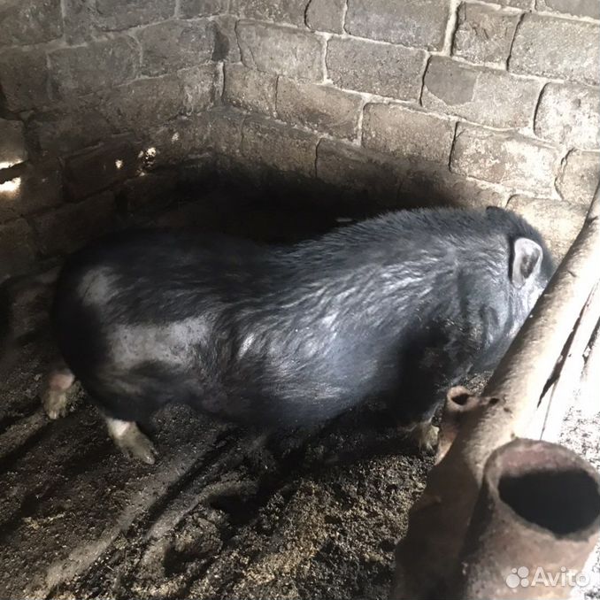 Вьетнамский вислобрюхий хряк