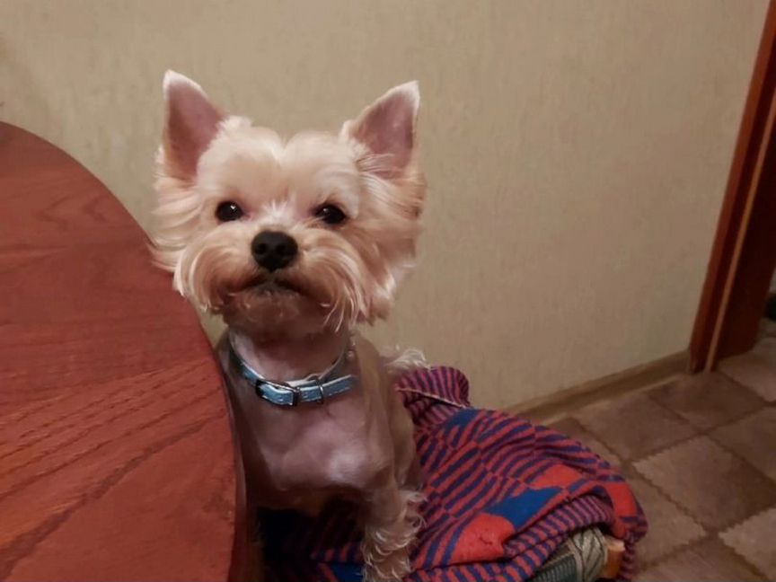 Йоркширский терьер