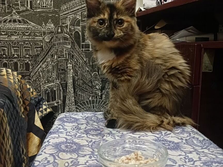 Котёнок