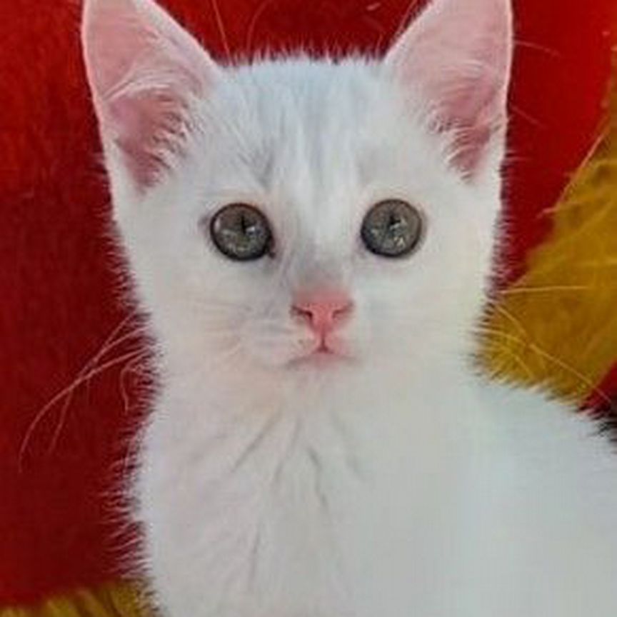 Котенок девочка