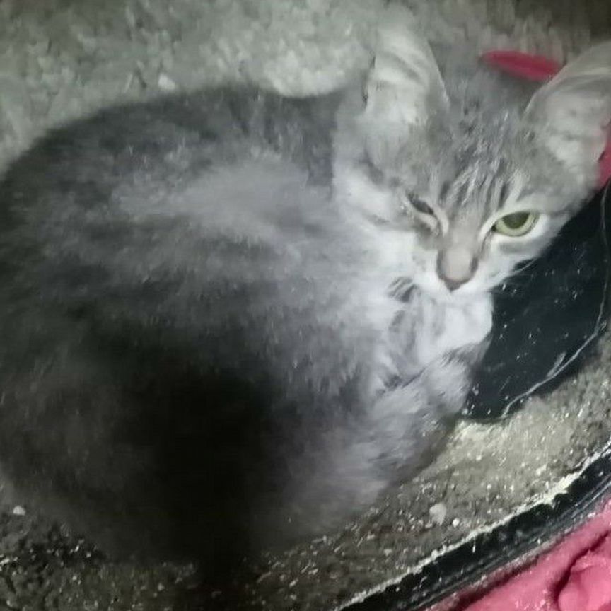 Котенок мальчик серый в добрые руки бесплатно