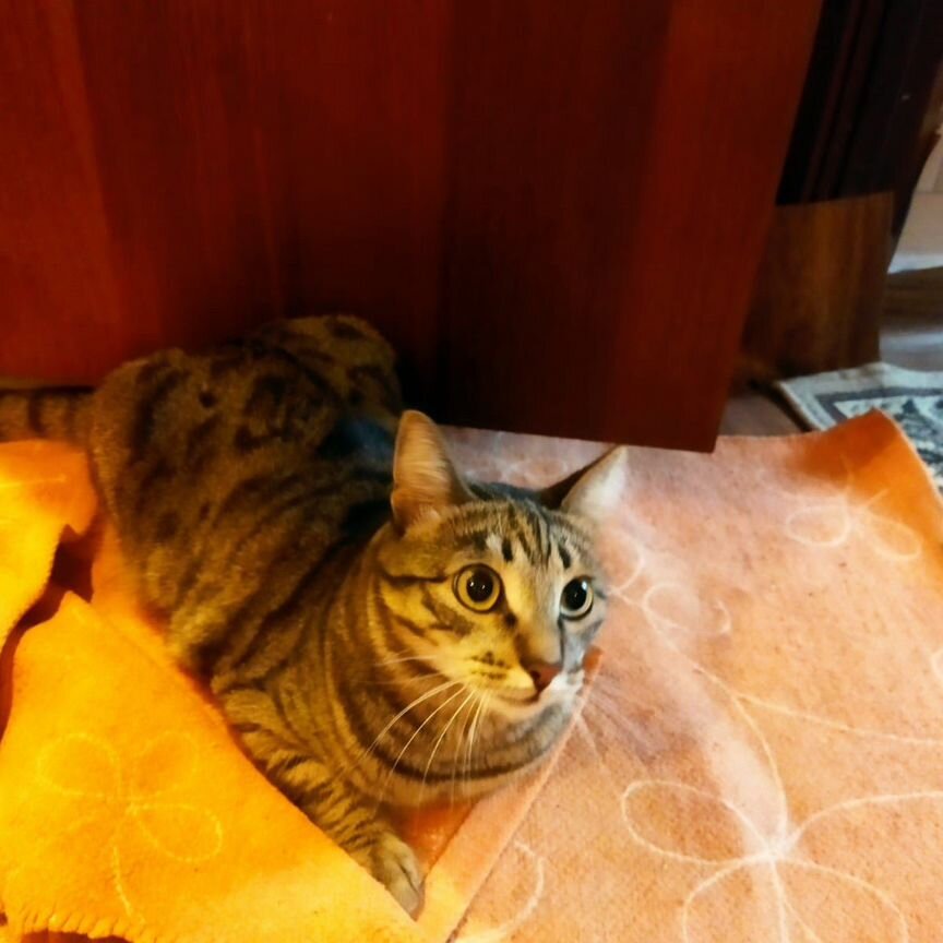 Котик в хорошие руки