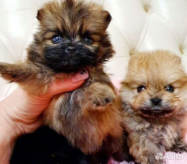 Шпицы под бронь