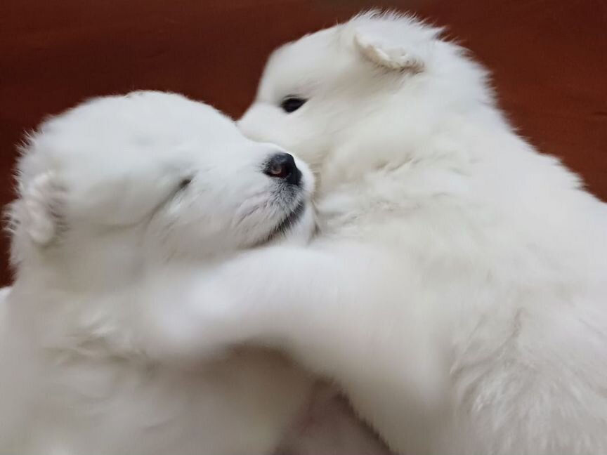 Самоедская лайка щенки
