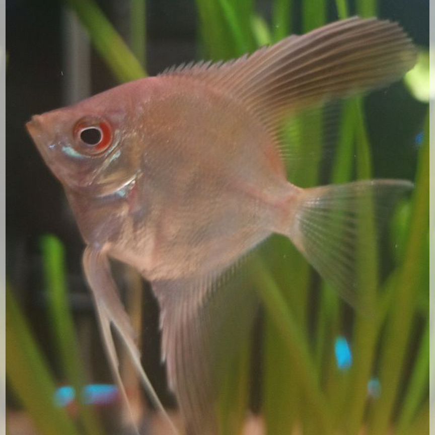 Рыба скалярия жемчужина болгарии