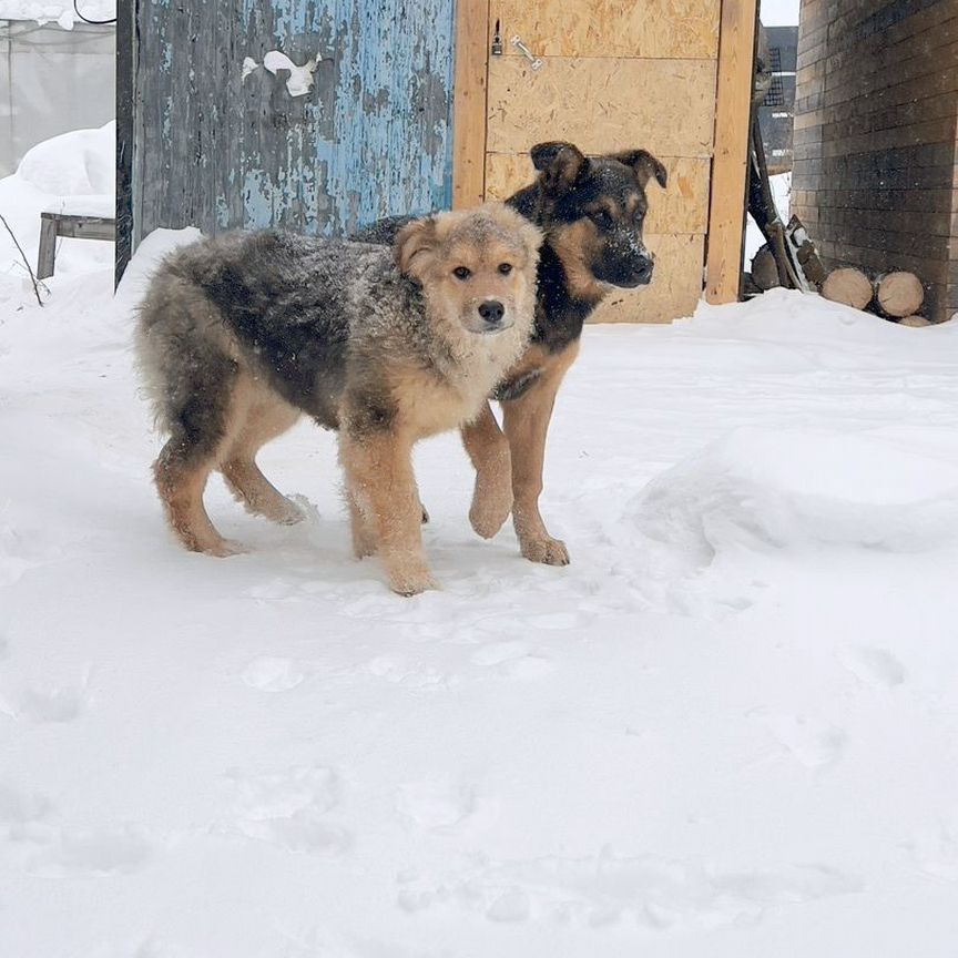 Щенки бесплатно