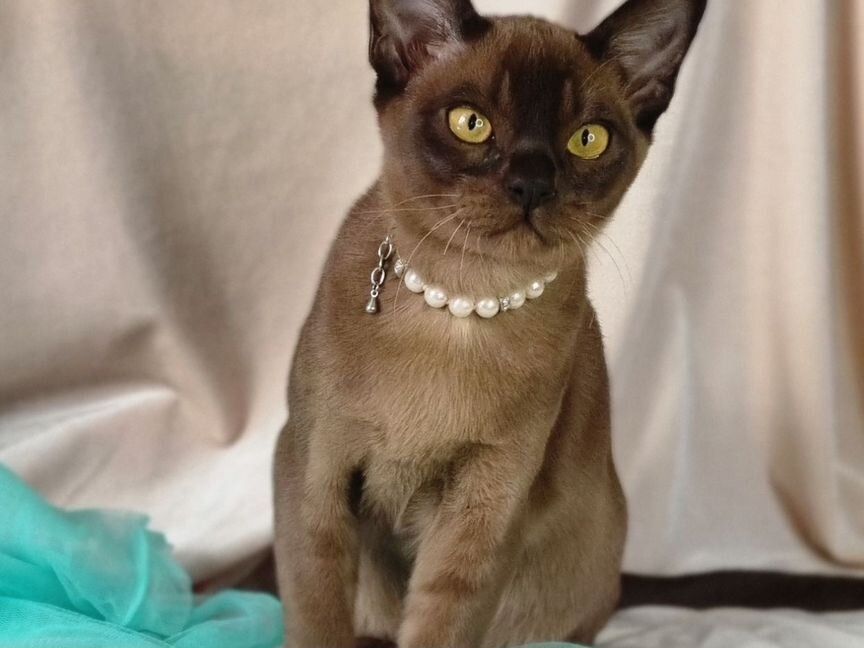 Бурманские котята