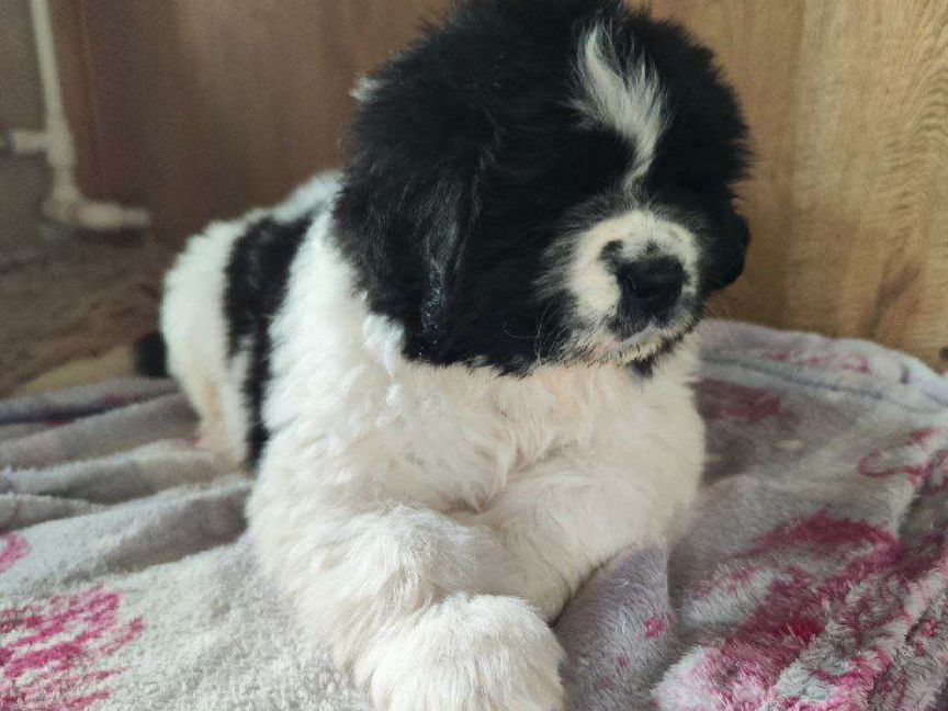 Щенки ньюфаундленда