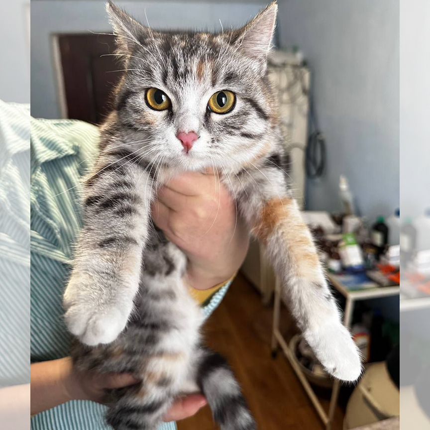 Взрослая, Девочка кошка в добрые руки