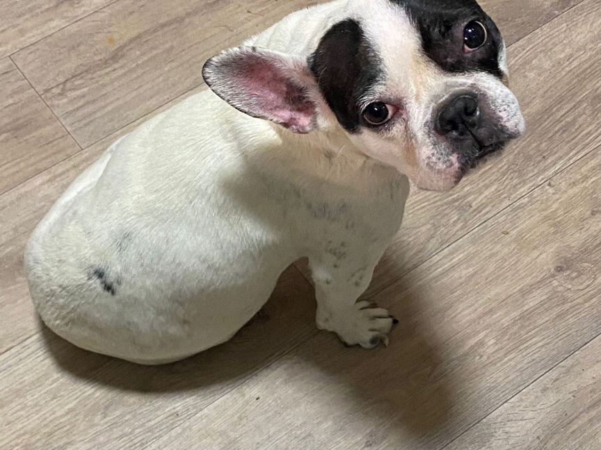 Бостон терьер