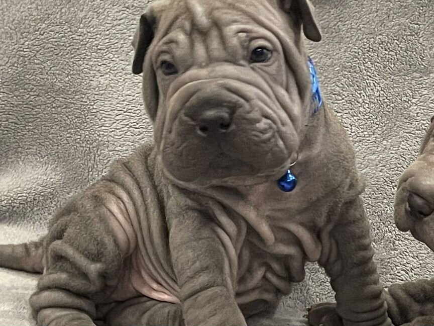 Голубые зайчата шарпеята